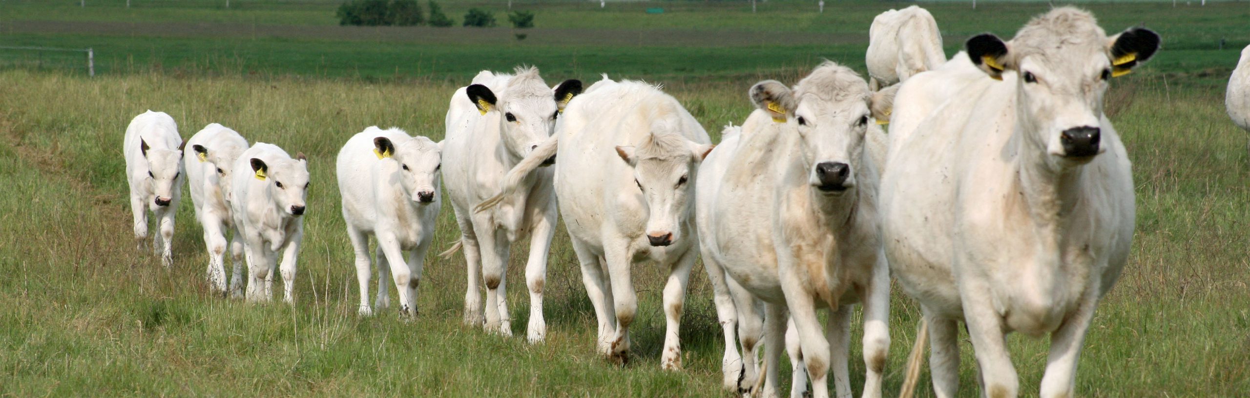 Rinderhaltungs-Tipps | woody-hills-farm